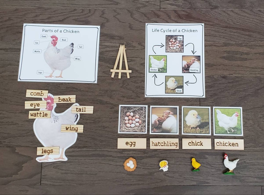 Chicken Life Cycle: Montessori Learning Resources - Etsy