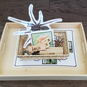 Spider Life Cycle, Parts of a Spider, Critical Thinking Skills ...