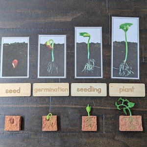 Plant Life Cycle, Parts of a Green Bean Plant, Critical Thinking Skills ...