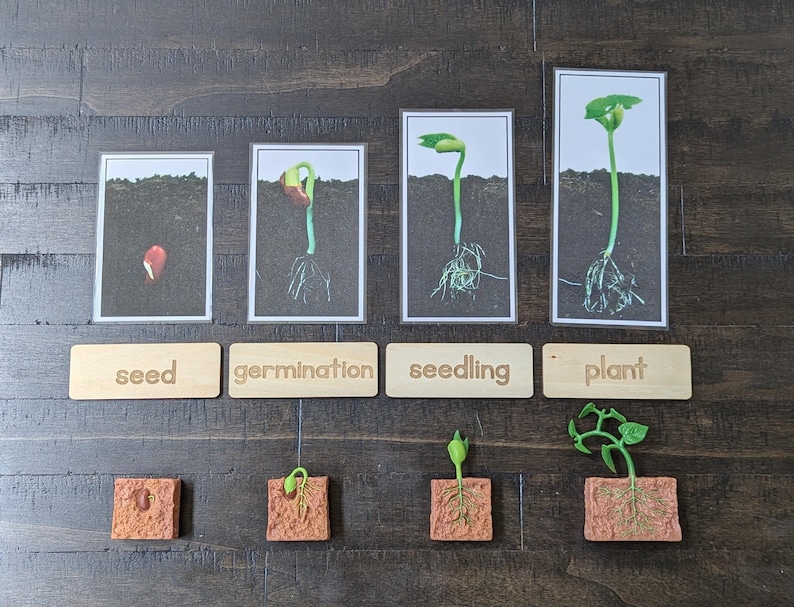 Plant Life Cycle: Montessori Classroom Set - Etsy