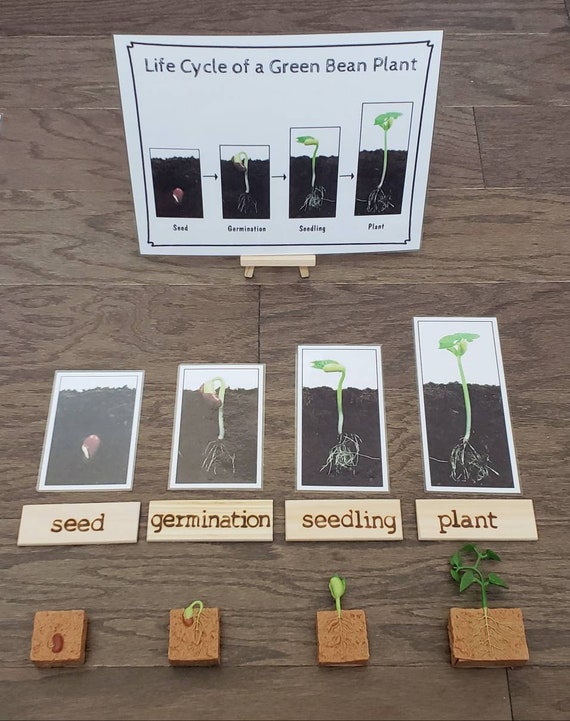 Life Cycle Of A Bean Plant