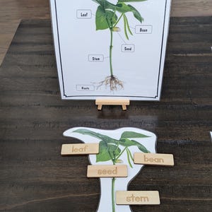Plant Life Cycle, Parts of a Green Bean Plant, Critical Thinking Skills ...