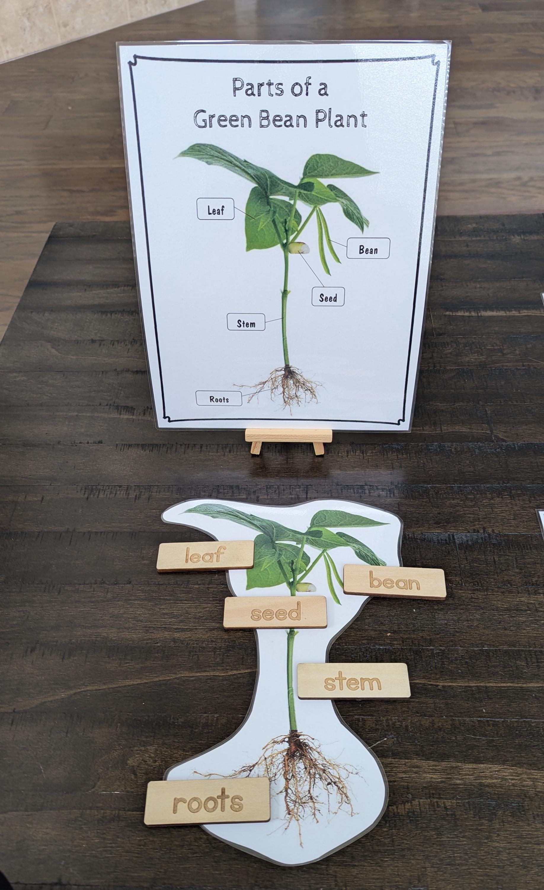 Plant Life Cycle: Montessori Classroom Set - Etsy