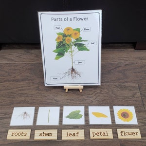Loose Parts Flower Activity, Parts of a Flower, Fine Motor Skills, Gift ...