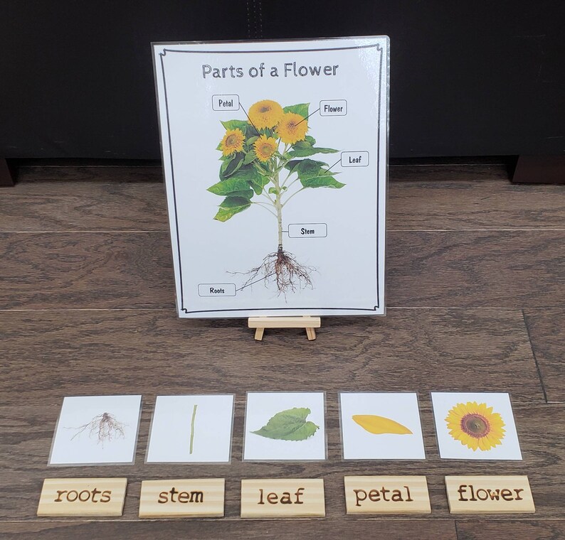Loose Parts Flower Activity Parts of a Flower Fine Motor | Etsy