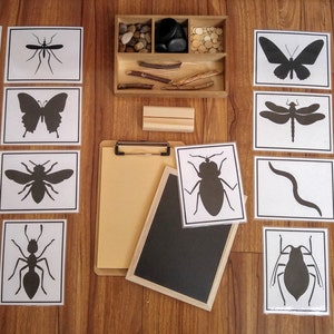 Loose Parts Insect/Bug Exploration Build a Bug Fine Motor | Etsy