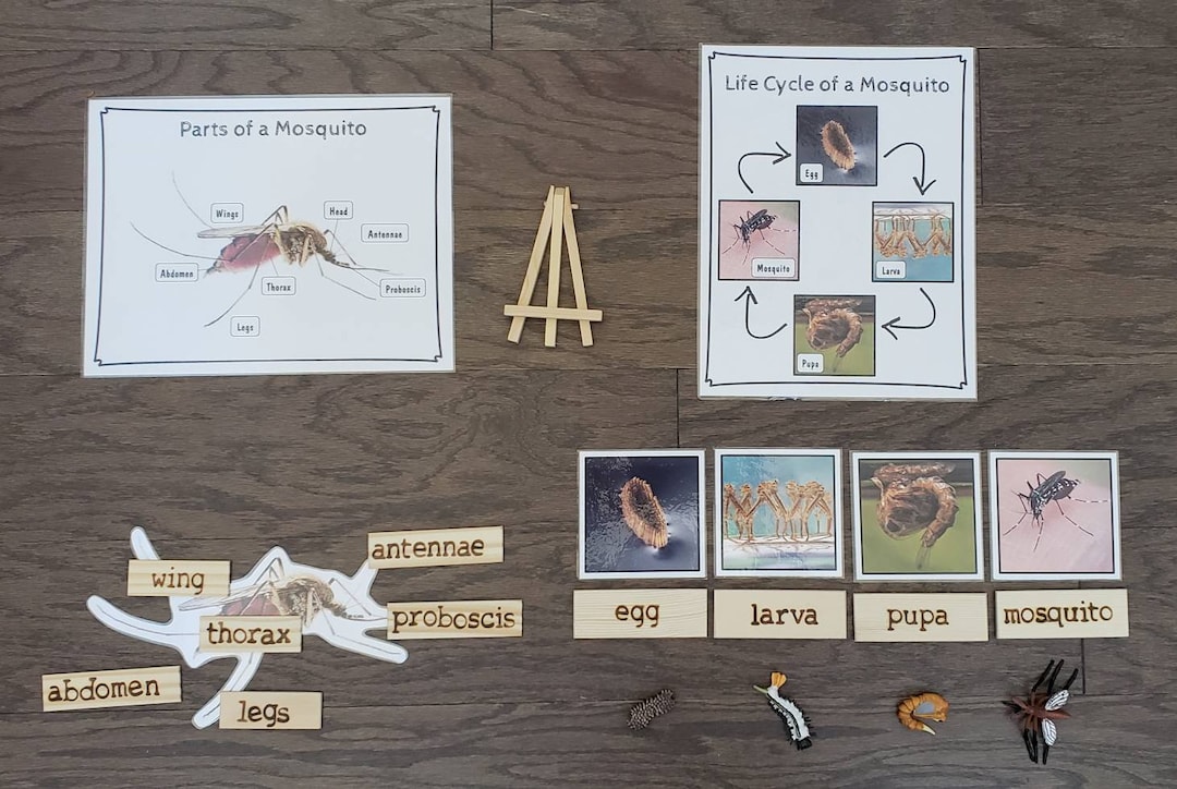 Mosquito Life Cycle, Parts of an Mosquito, Critical Thinking Skills ...