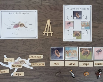 Mosquito Life Cycle Activity Pack - Explore the World of Mosquitoes! - Etsy