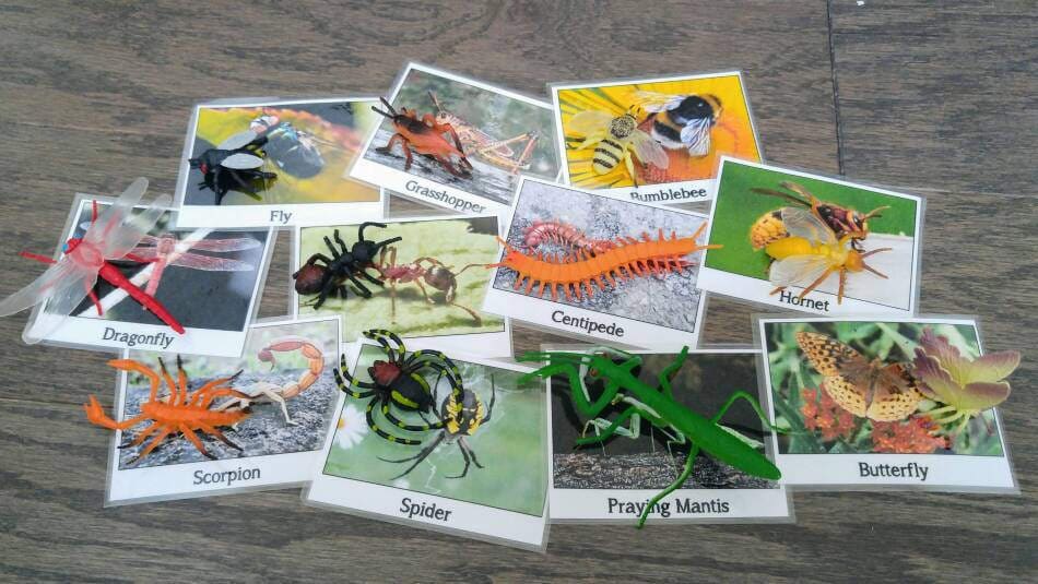 Bug/insect Sensory Activity Kit 3 Activities in 1 Fine Motor - Etsy