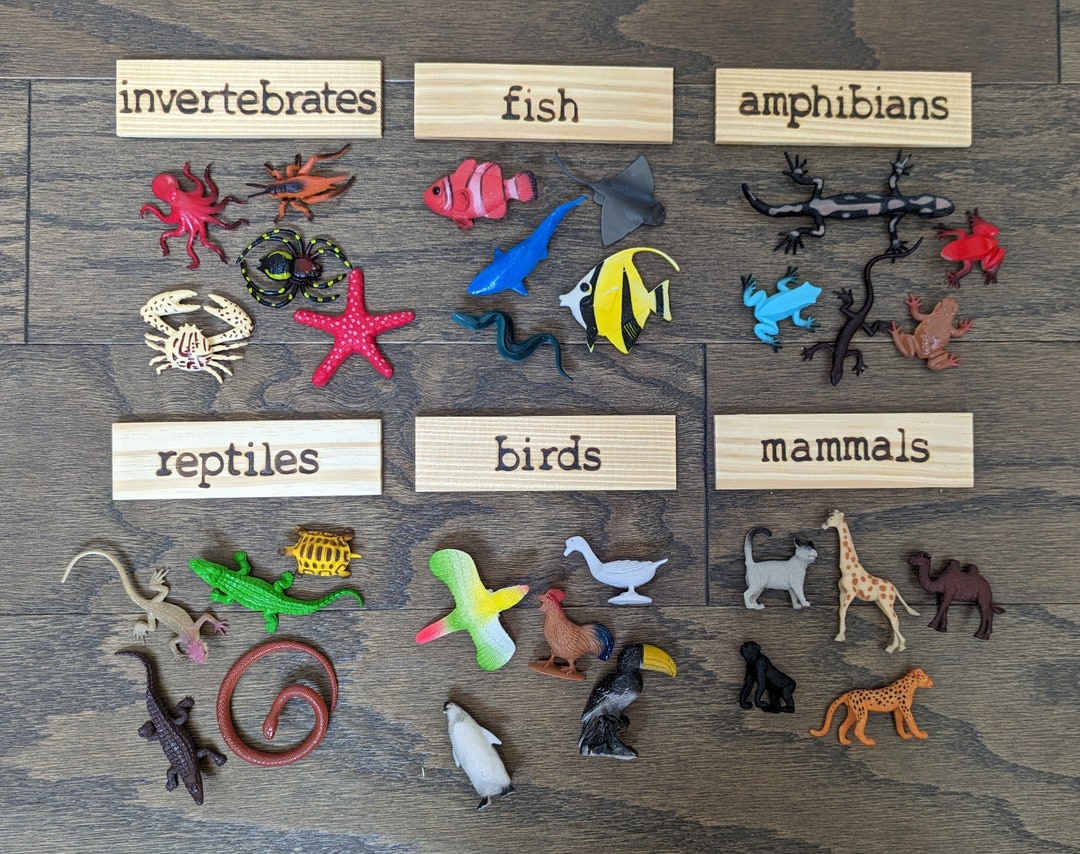 Animal Classification Sorting Set, Montessori Object Classification ...