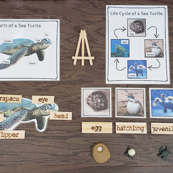 Sea Life Resources - Etsy