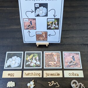 Snake/cobra Life Cycle, Parts of a Cobra, Critical Thinking Skills ...