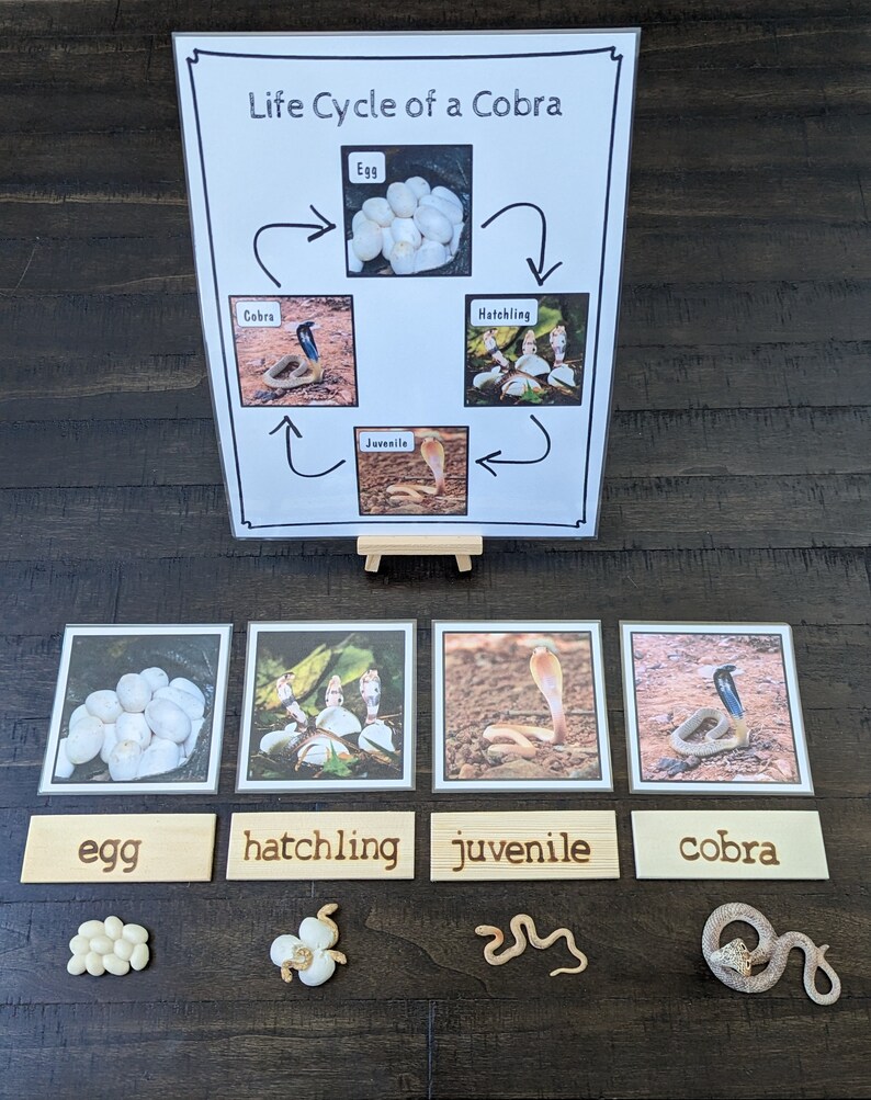 Snake/cobra Life Cycle & Anatomy Montessori Classroom Set - Etsy