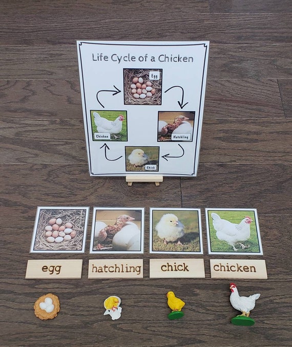 Bricolage Sur Le Cycle De Vie Du Poulet Le Cycle De Vie De La Poule