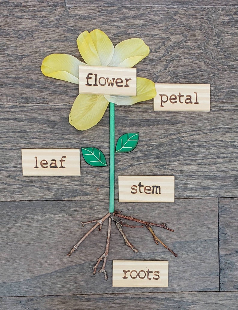 Loose Parts Flower Activity Parts of a Flower Fine Motor | Etsy