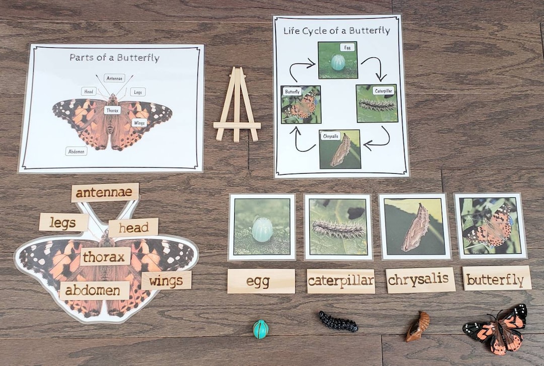 Butterfly Life Cycle & Parts Activity Set: Montessori Classroom - Etsy