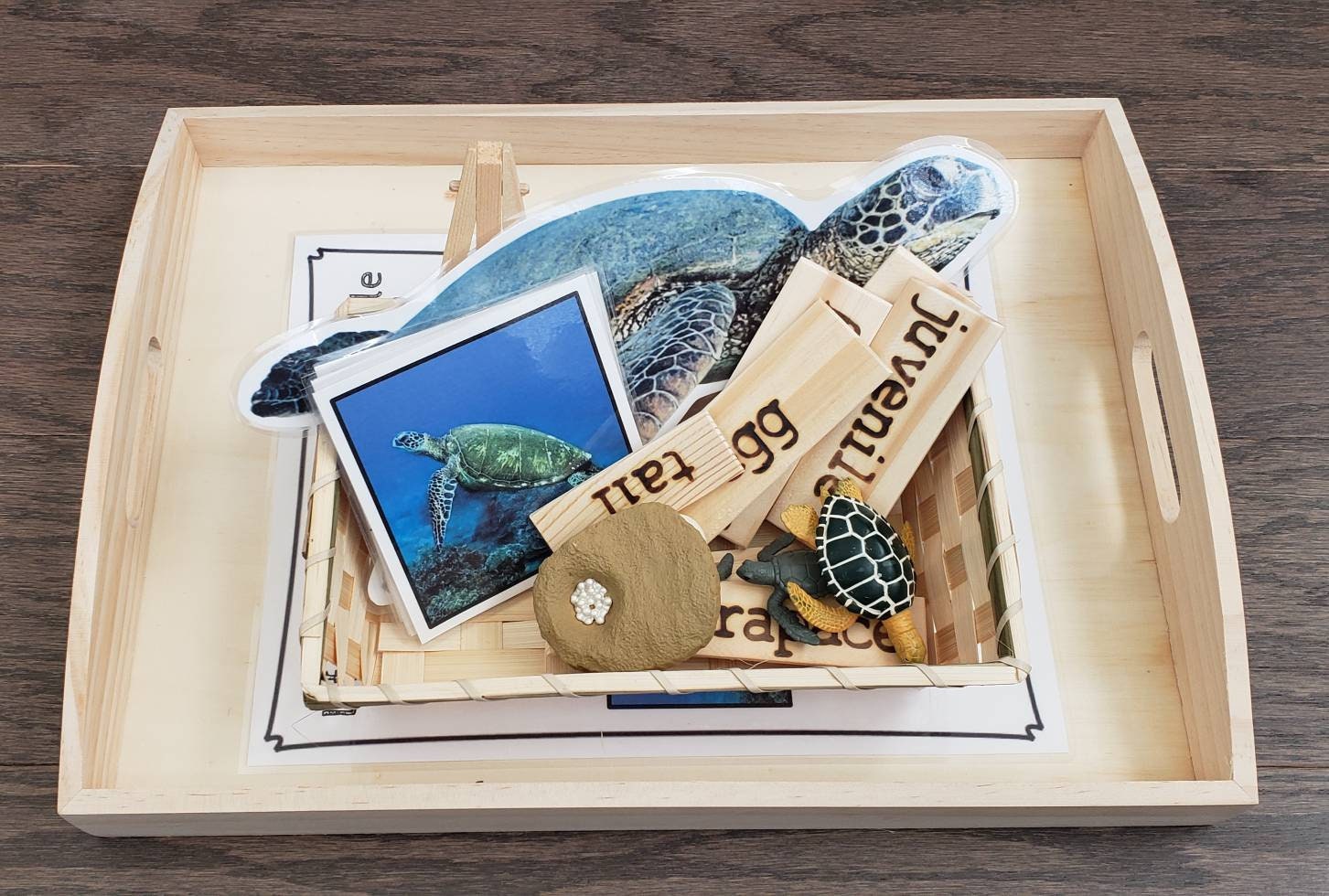Sea Turtle Life Cycle: Montessori Classroom Teacher Resources - Etsy