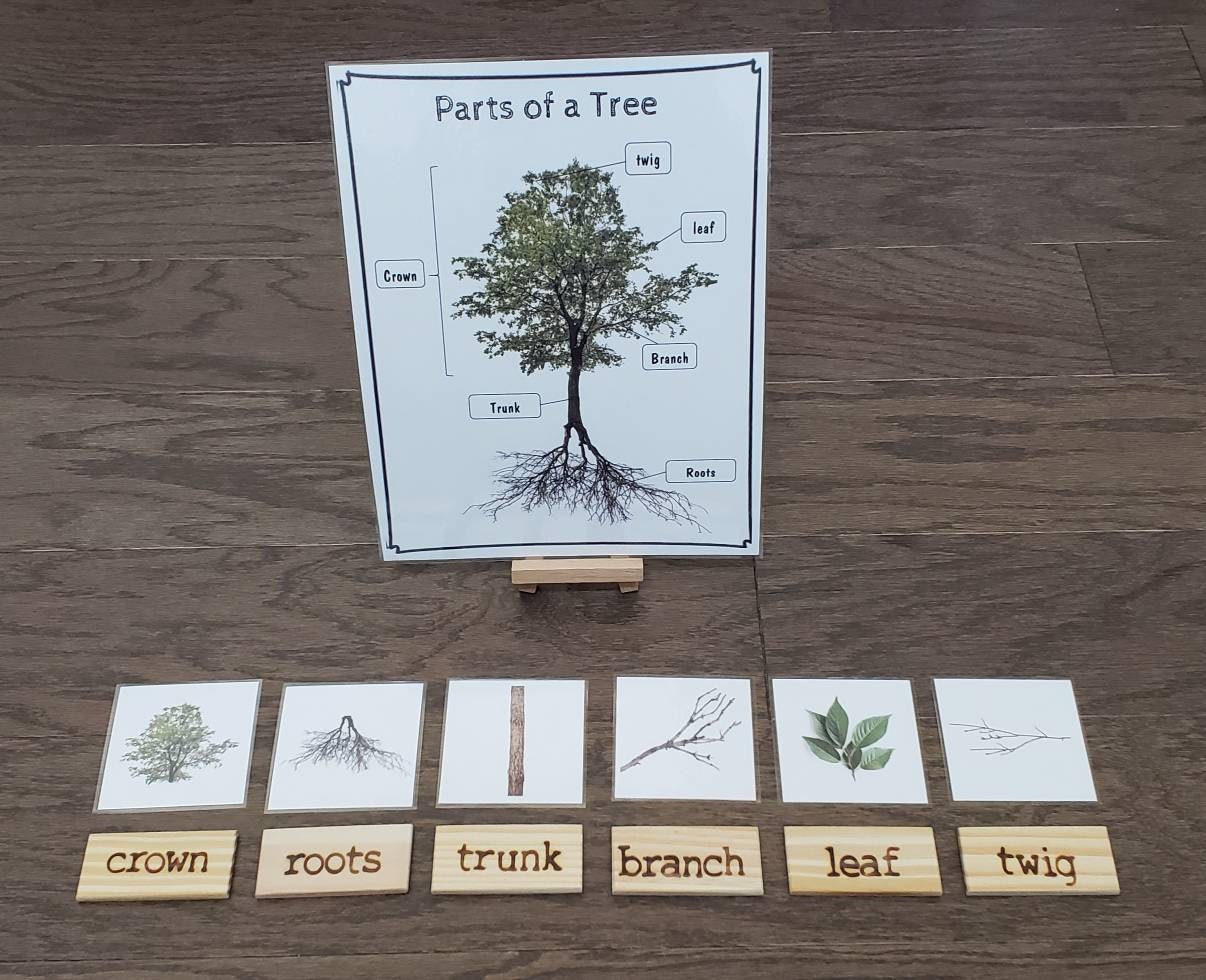 Loose Parts Tree Activity Parts of a Tree Fine Motor Skills - Etsy Canada
