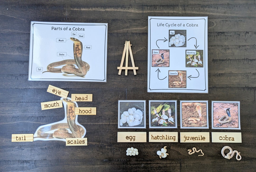 Snake/cobra Life Cycle, Parts of a Cobra, Critical Thinking Skills ...