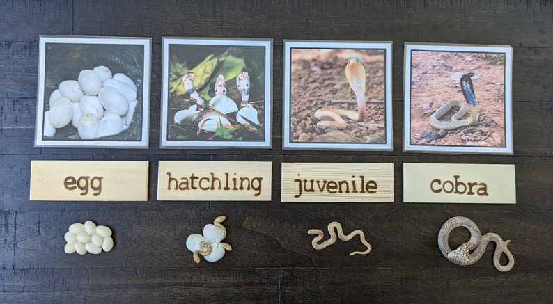 Snake/cobra Life Cycle Parts of a Cobra Critical Thinking - Etsy Ireland