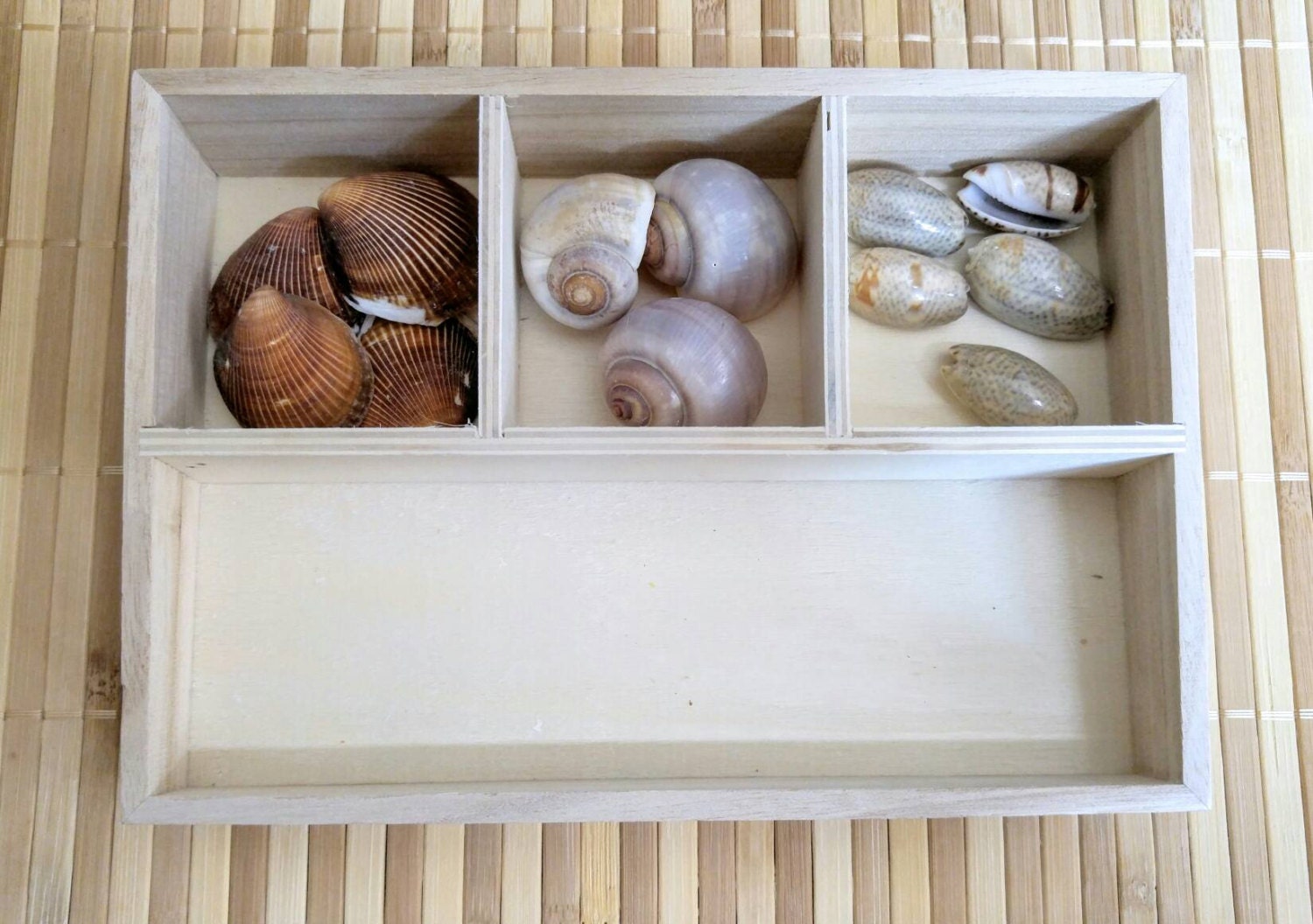 Montessori Shell Sorting Work Fine Motor Skills Montessori - Etsy