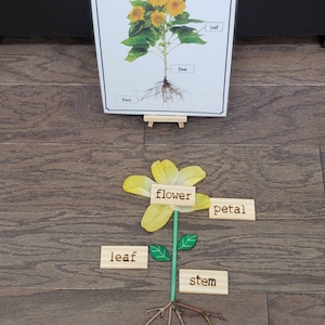 Loose Parts Flower Activity, Parts of a Flower, Fine Motor Skills, Gift ...