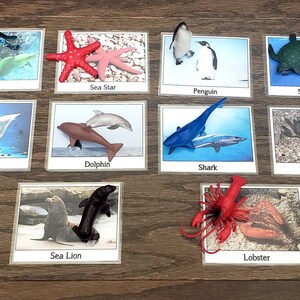 Ocean Animal Sensory Bin: Montessori Fine Motor Activity Set - Etsy
