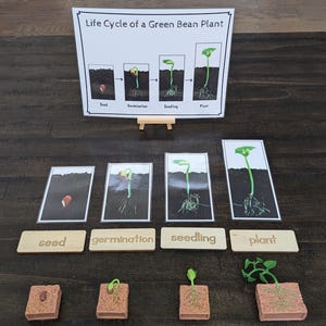 Plant Life Cycle, Parts of a Green Bean Plant, Critical Thinking Skills ...