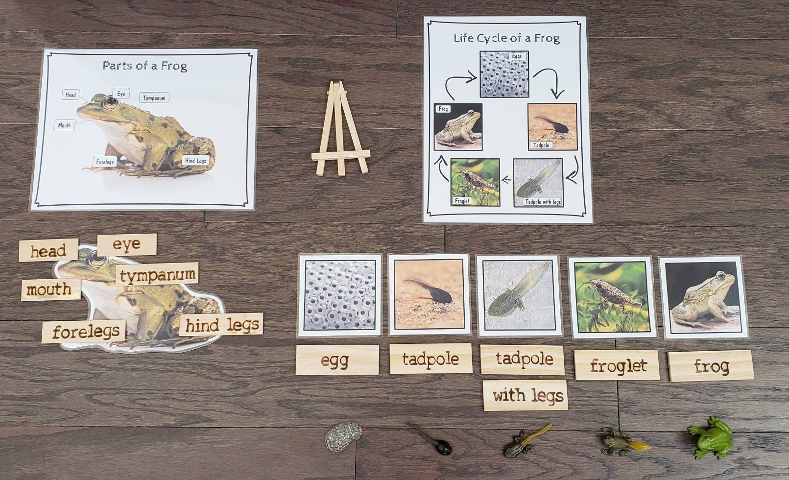 Frog Life Cycle Parts of a Frog Critical Thinking Skills | Etsy