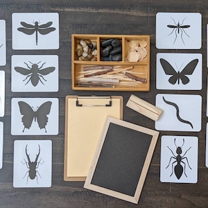 Insect Exploration Activity Set | Nature-inspired STEM Bug Study ...