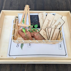 Plant Life Cycle, Parts of a Green Bean Plant, Critical Thinking Skills ...