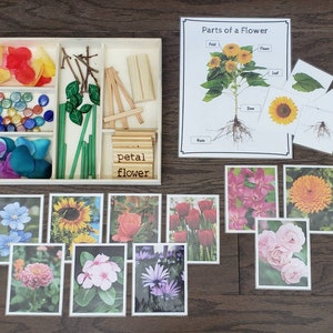 Loose Parts Flower Activity, Parts of a Flower, Fine Motor Skills, Gift ...