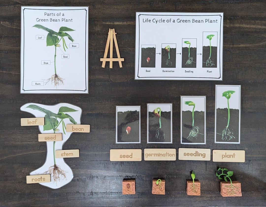 Plant Life Cycle, Parts of a Green Bean Plant, Critical Thinking Skills ...