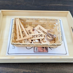 Snake/cobra Life Cycle & Anatomy Montessori Classroom Set - Etsy