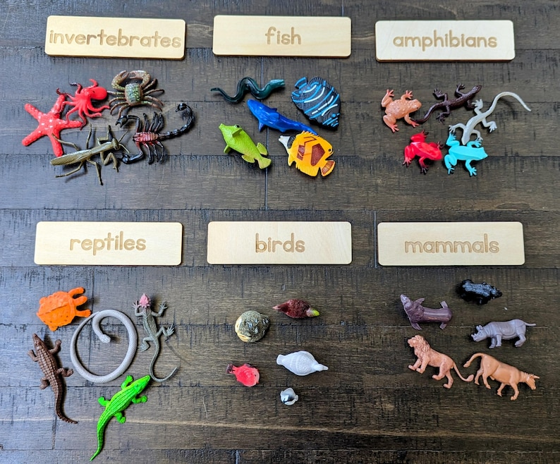 Animal Classification Sorting Set, Montessori Object Classification ...