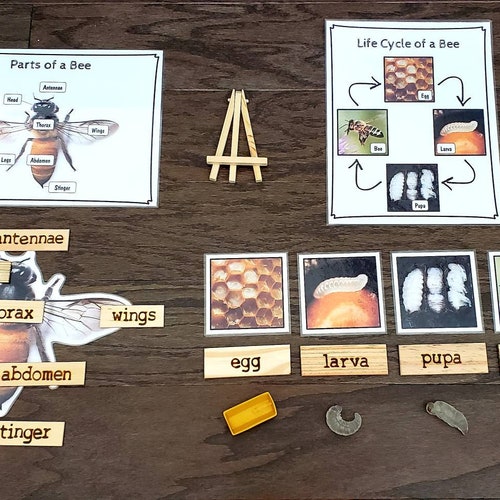 Montessori 3 Part Cards Parts of a Bee - Etsy
