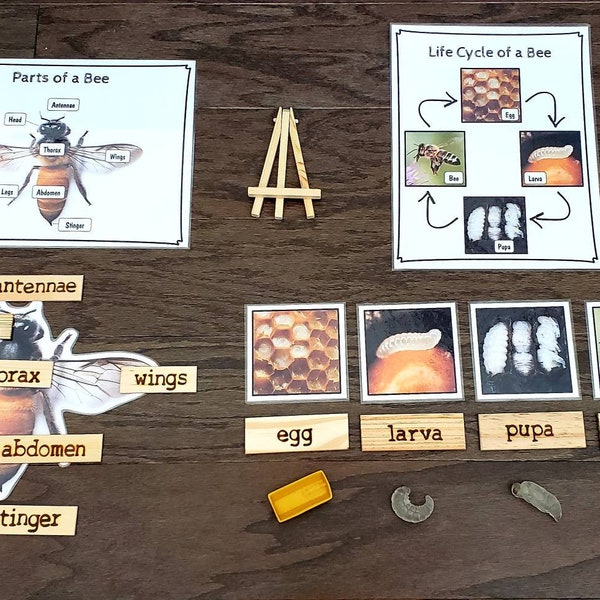 Life Cycle of a Honey Bee - Etsy