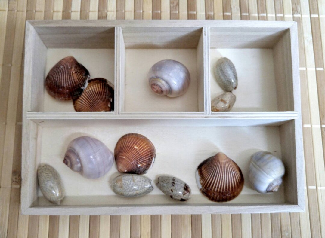 Montessori Shell Sorting Work, Fine Motor Skills, Montessori Work for ...