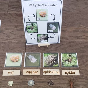 Spider Life Cycle, Parts of a Spider, Critical Thinking Skills ...