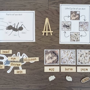 Ant Life Cycle, Parts of an Ant, Critical Thinking Skills, Montessori ...