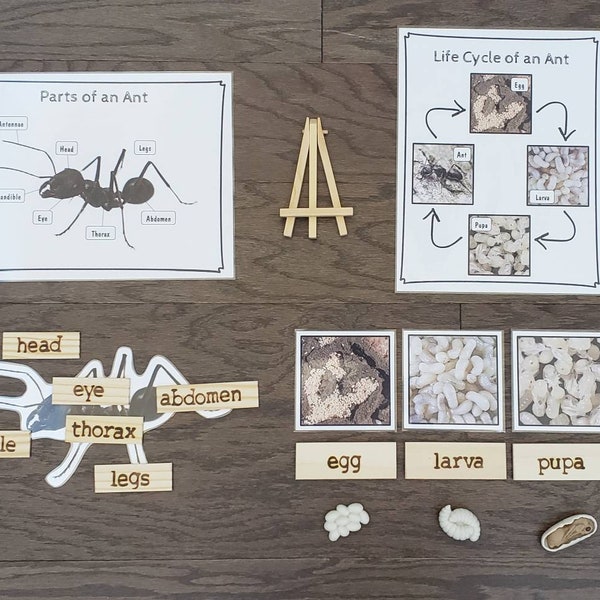 Montessori Ant - Etsy