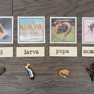 Mosquito Life Cycle, Parts of an Mosquito, Critical Thinking Skills ...