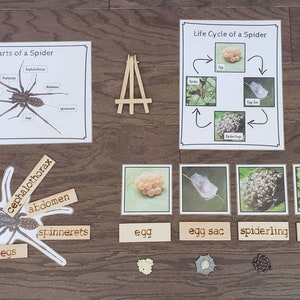 Spider Life Cycle, Parts of a Spider, Critical Thinking Skills ...