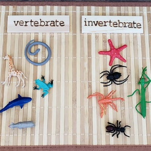 Vertebrate/invertebrate Sorting Set, Montessori Object Classification ...
