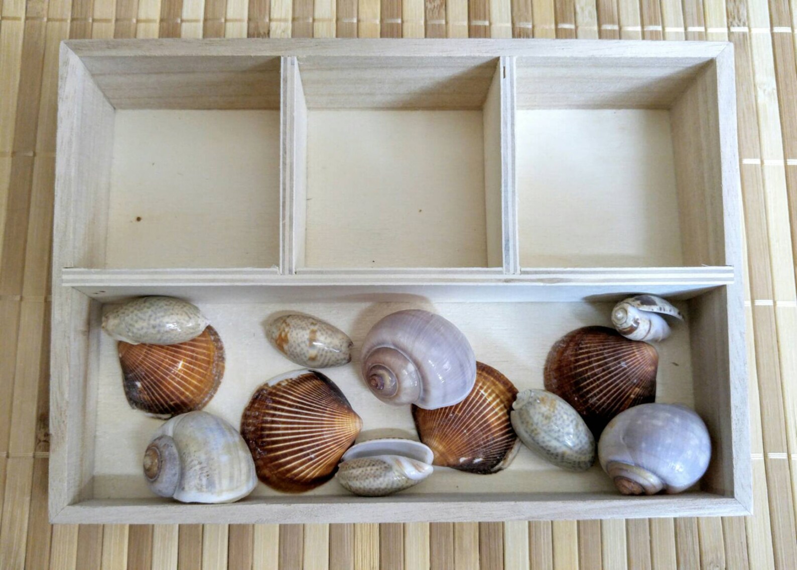 Montessori Shell Sorting Work Fine Motor Skills Montessori - Etsy