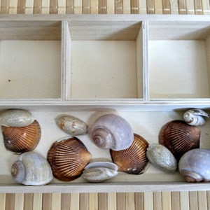 Montessori Shell Sorting Work, Fine Motor Skills, Montessori Work for ...