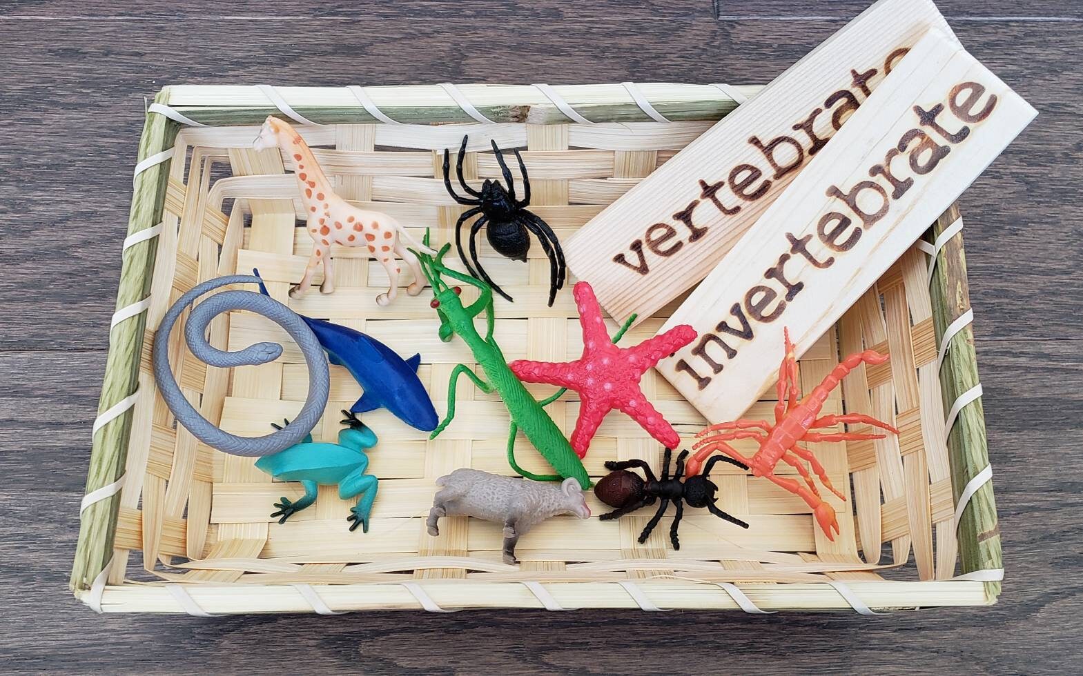 Vertebrate/invertebrate Sorting Set, Montessori Object Classification ...