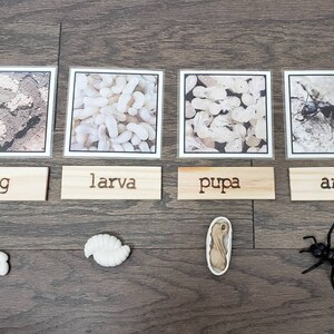 Ant Life Cycle, Parts of an Ant, Critical Thinking Skills, Montessori ...
