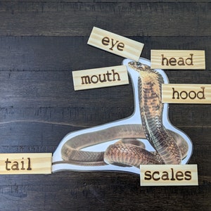Snake/cobra Life Cycle, Parts of a Cobra, Critical Thinking Skills ...