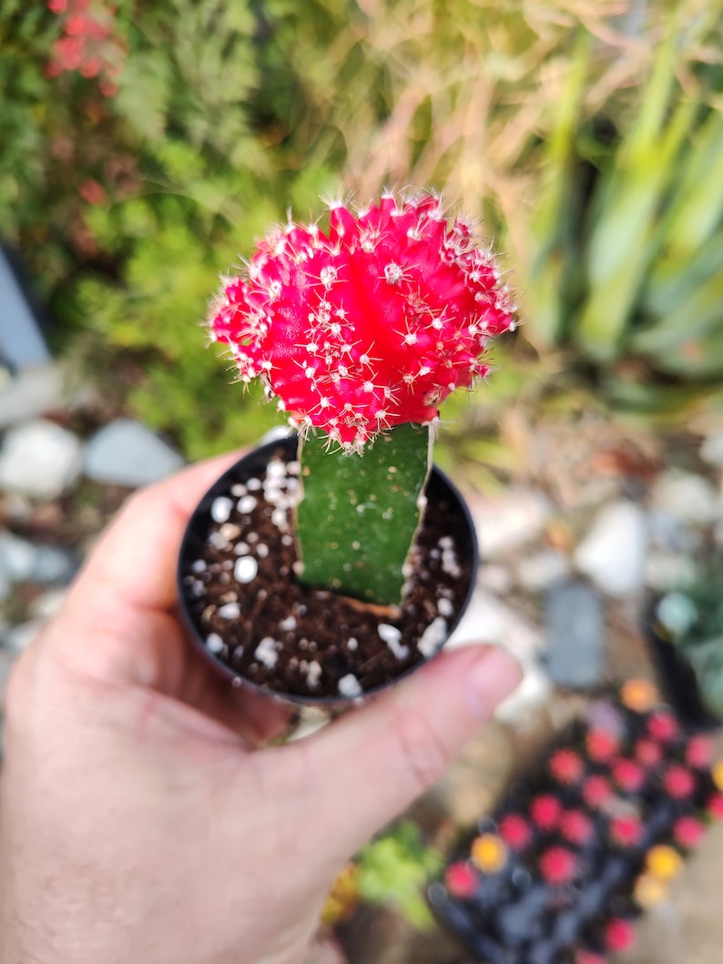 Gymnocalycium Mihanovichii moon Cactus 34 Variegated Red Succulent ...